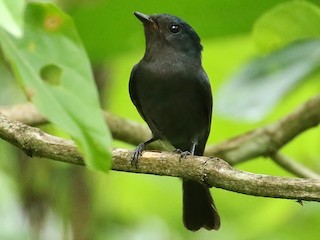 Pohnpei Flycatcher - eBird