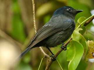 Pohnpei Flycatcher - eBird