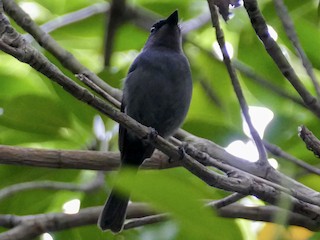 Pohnpei Flycatcher - eBird