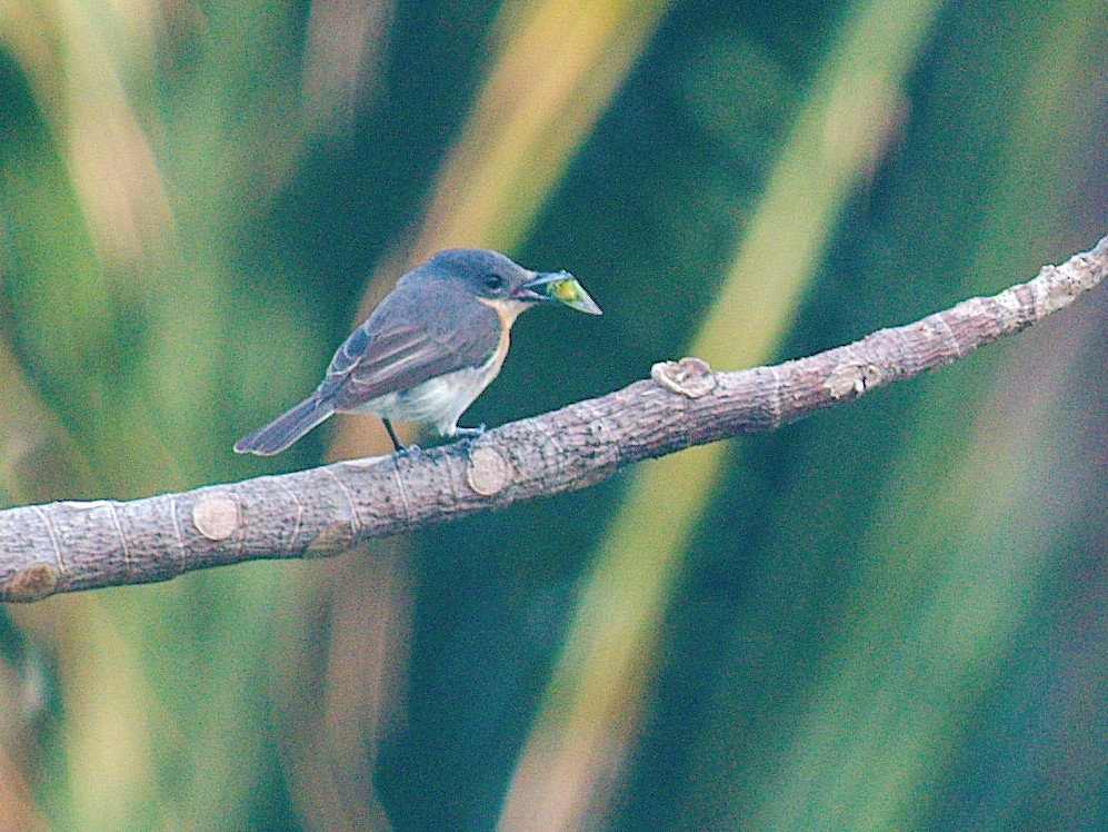Oceanic Flycatcher - eBird