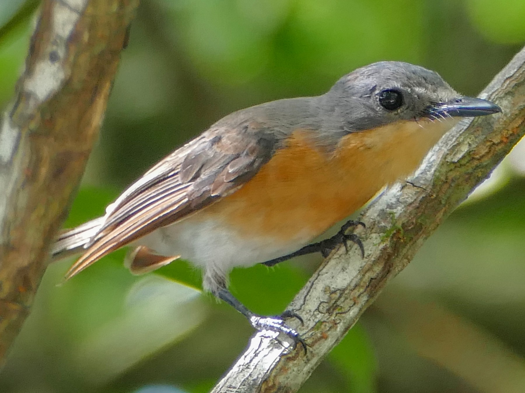 Oceanic Flycatcher - eBird