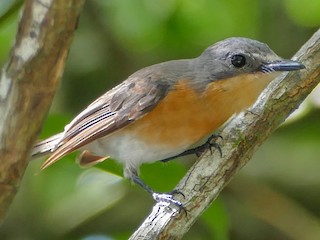 Chuuk Flycatcher - eBird