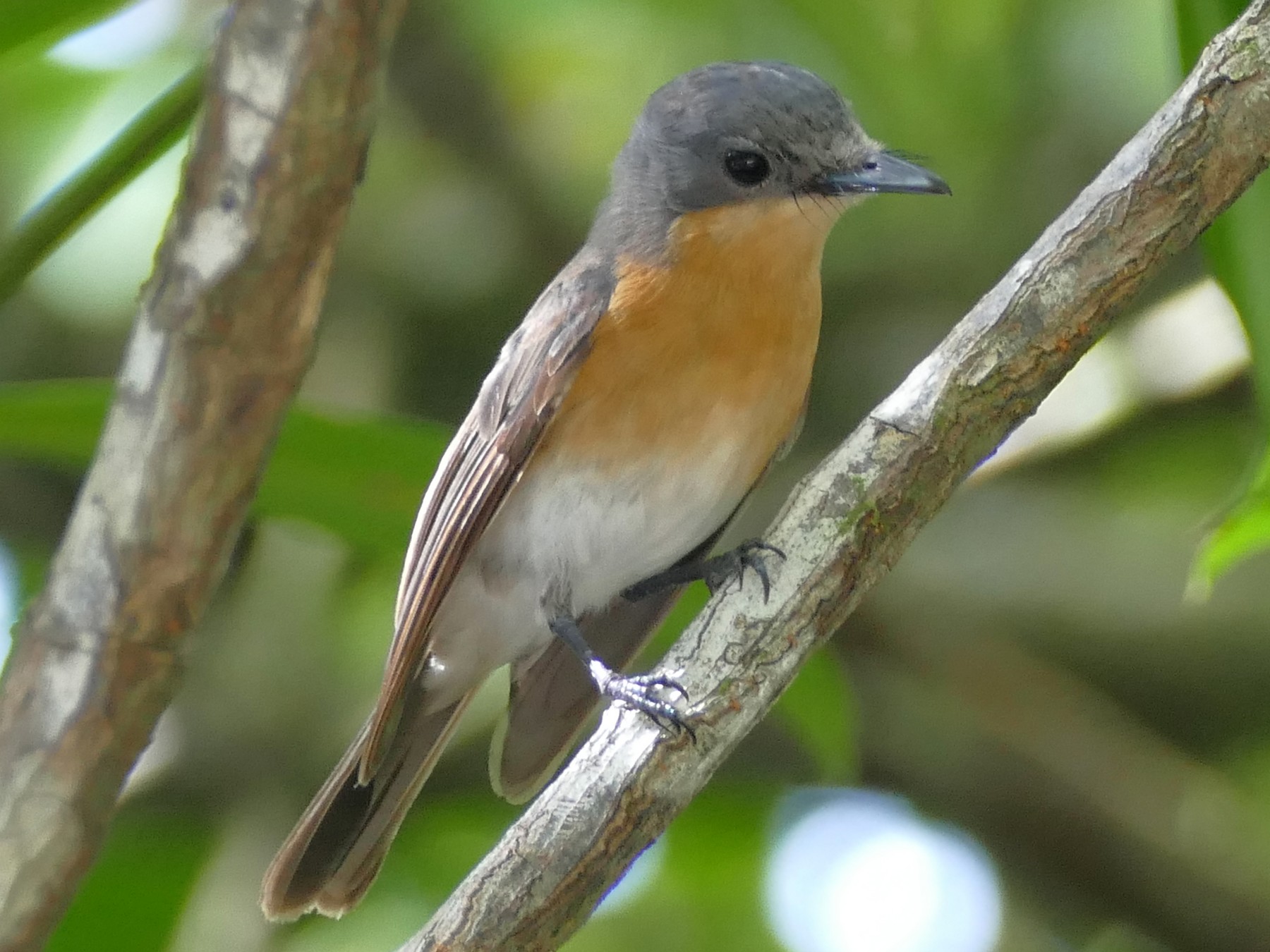 Oceanic Flycatcher - eBird