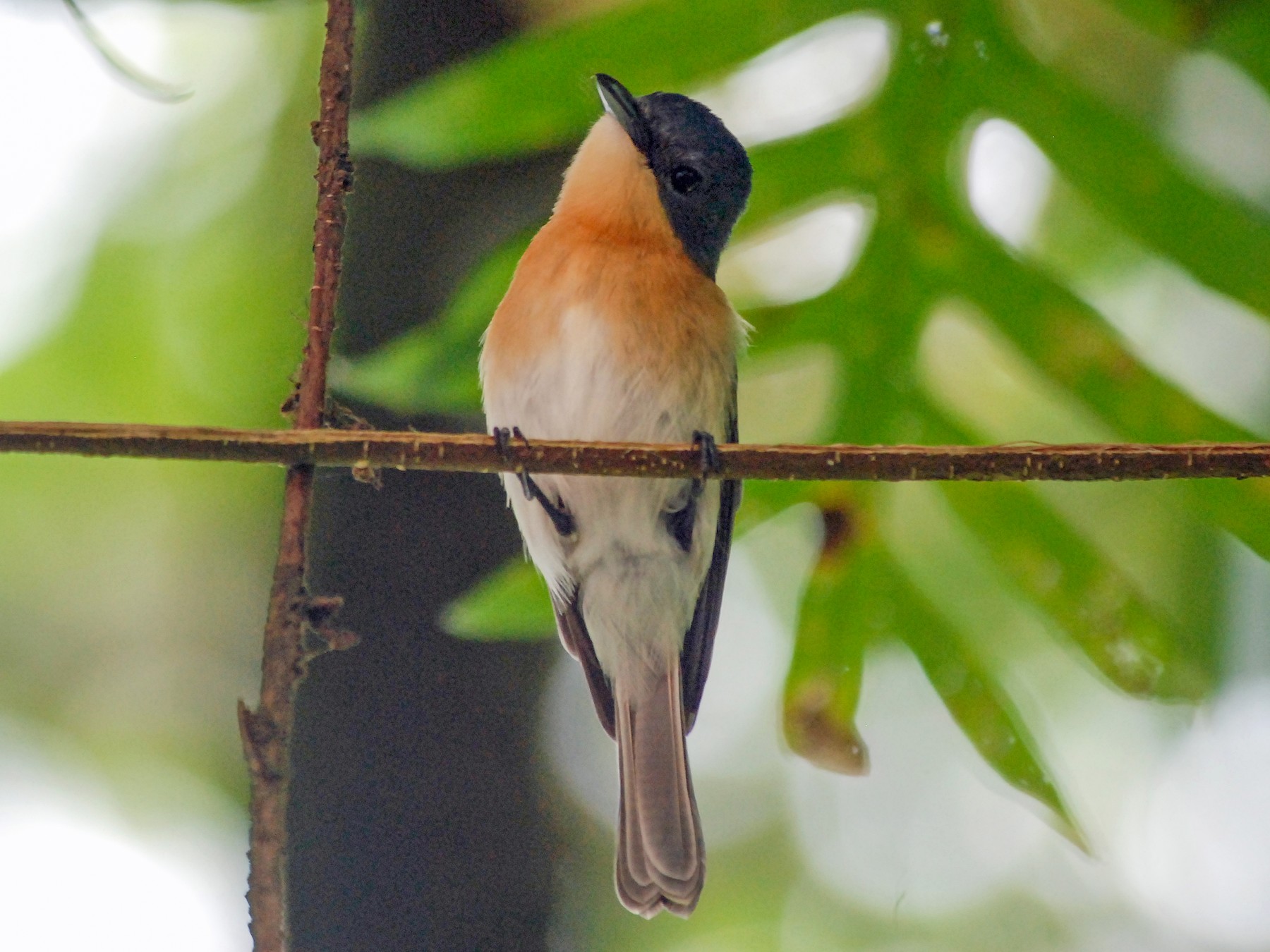 Oceanic Flycatcher - eBird