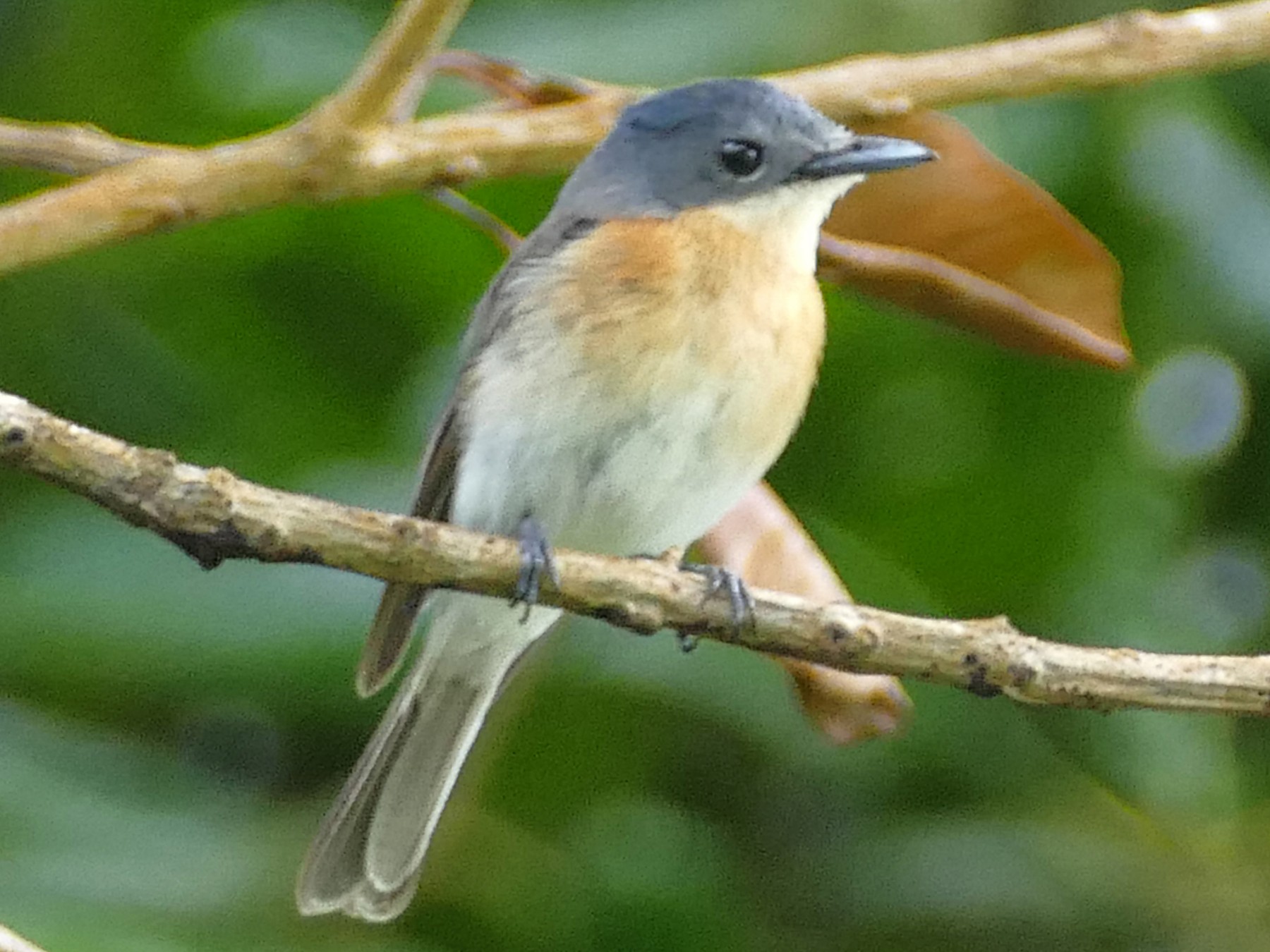 Oceanic Flycatcher - eBird