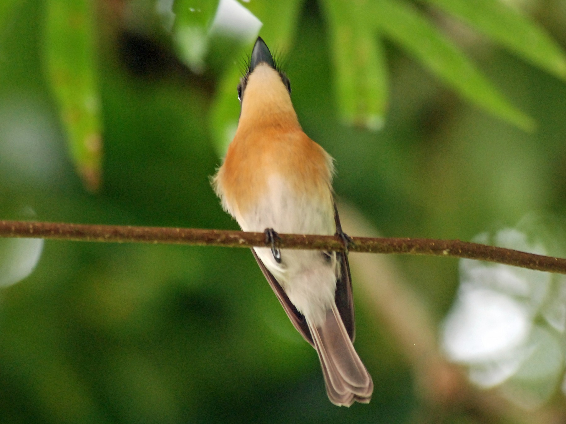 Oceanic Flycatcher - eBird