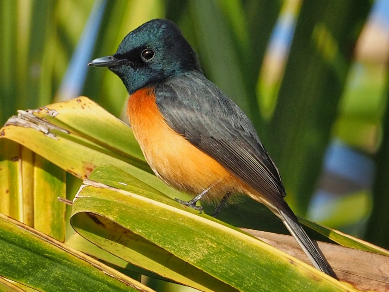 Vanikoro Flycatcher - eBird