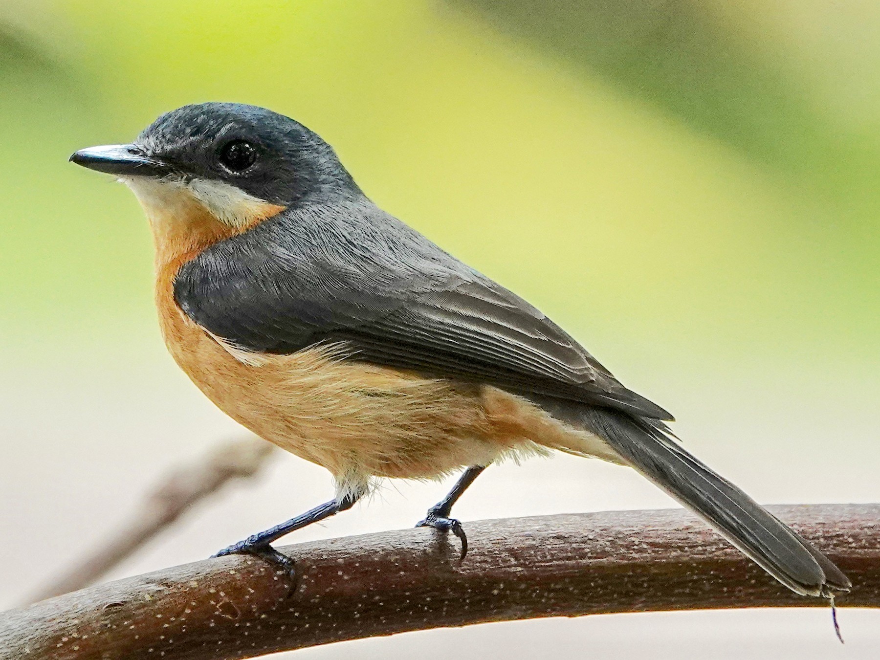 Vanikoro Flycatcher - eBird