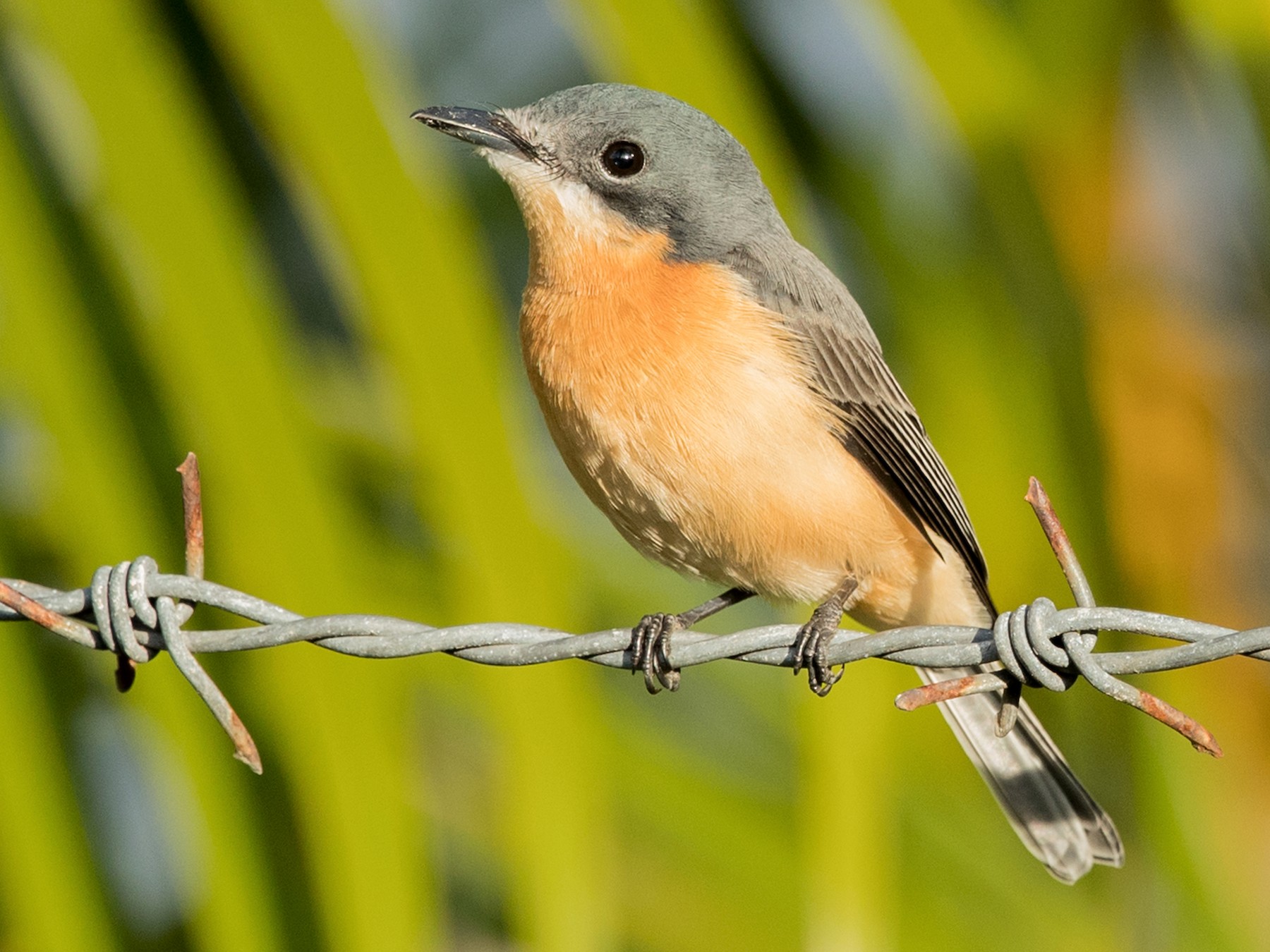 Vanikoro Flycatcher - eBird