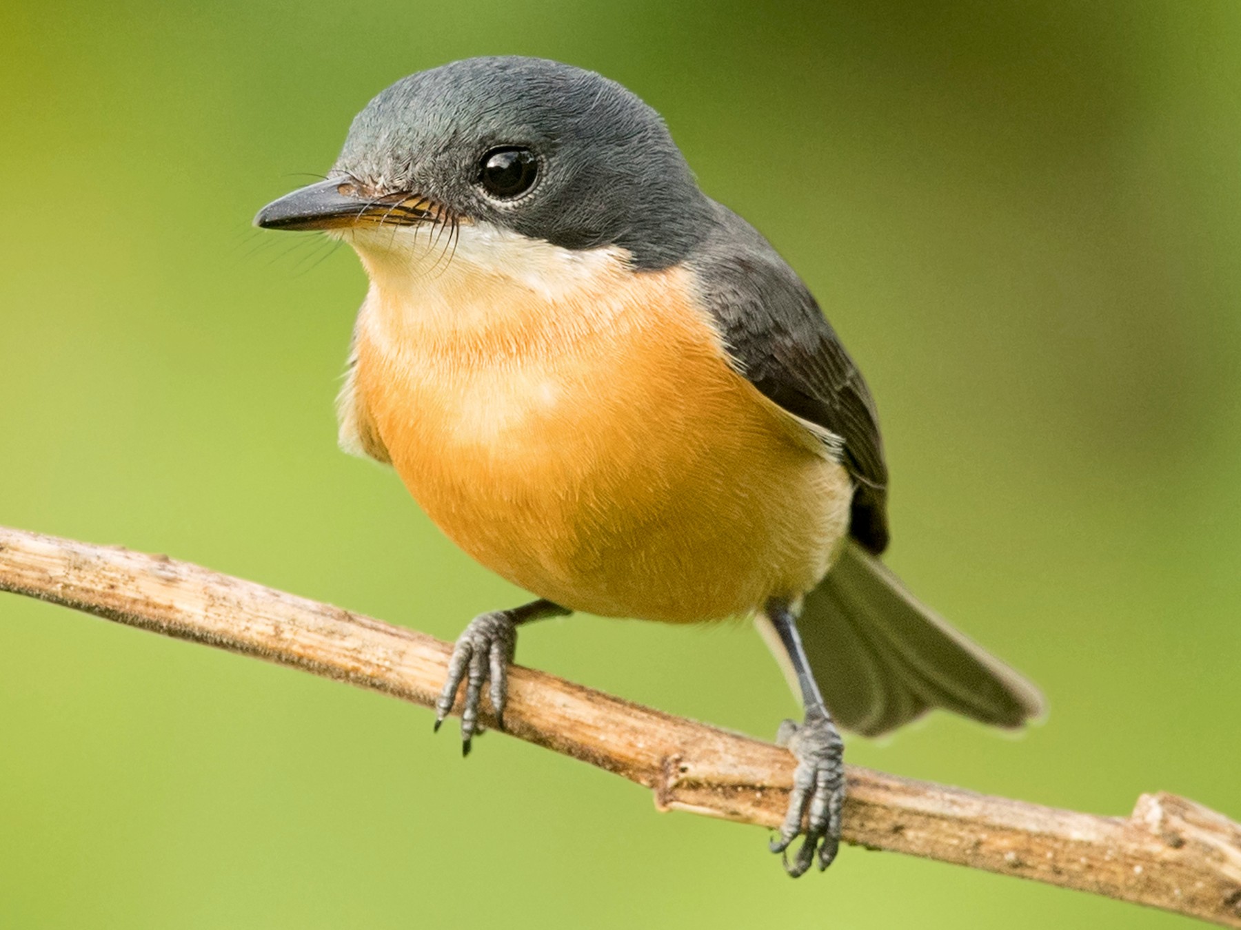 Vanikoro Flycatcher - eBird