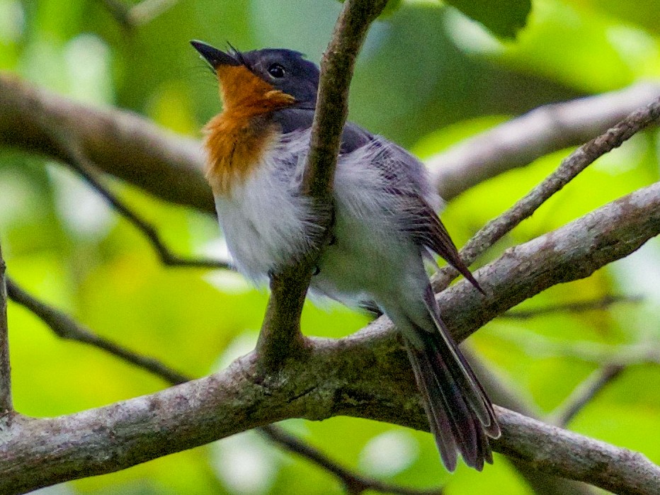 Samoan Flycatcher - eBird