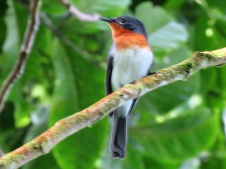 Samoan Flycatcher - eBird