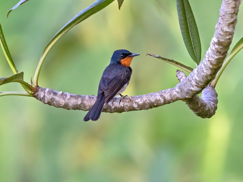 Samoan Flycatcher - eBird