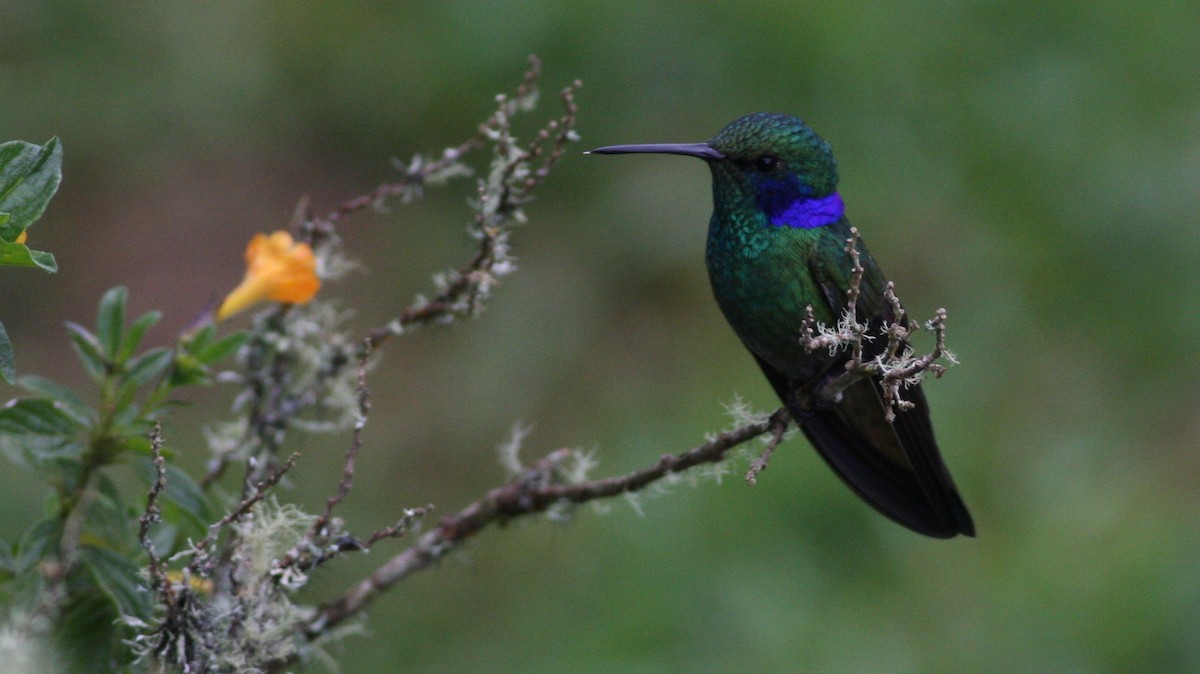 eBird Checklist - 28 Oct 2016 - Reserva Ecológica Río Blanco - 38 species