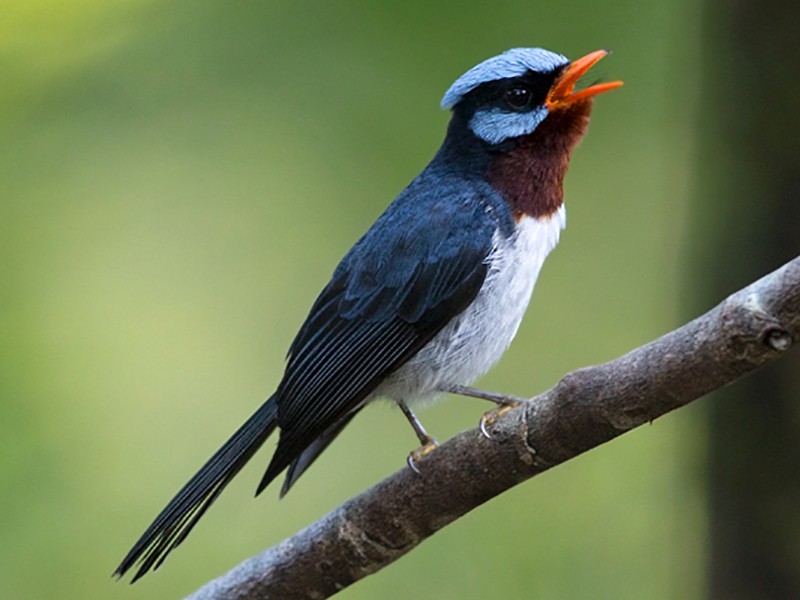 Azure-crested Flycatcher - eBird