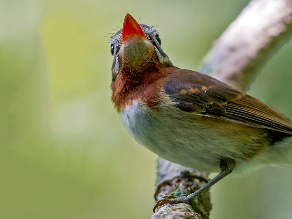 Azure-crested Flycatcher - eBird