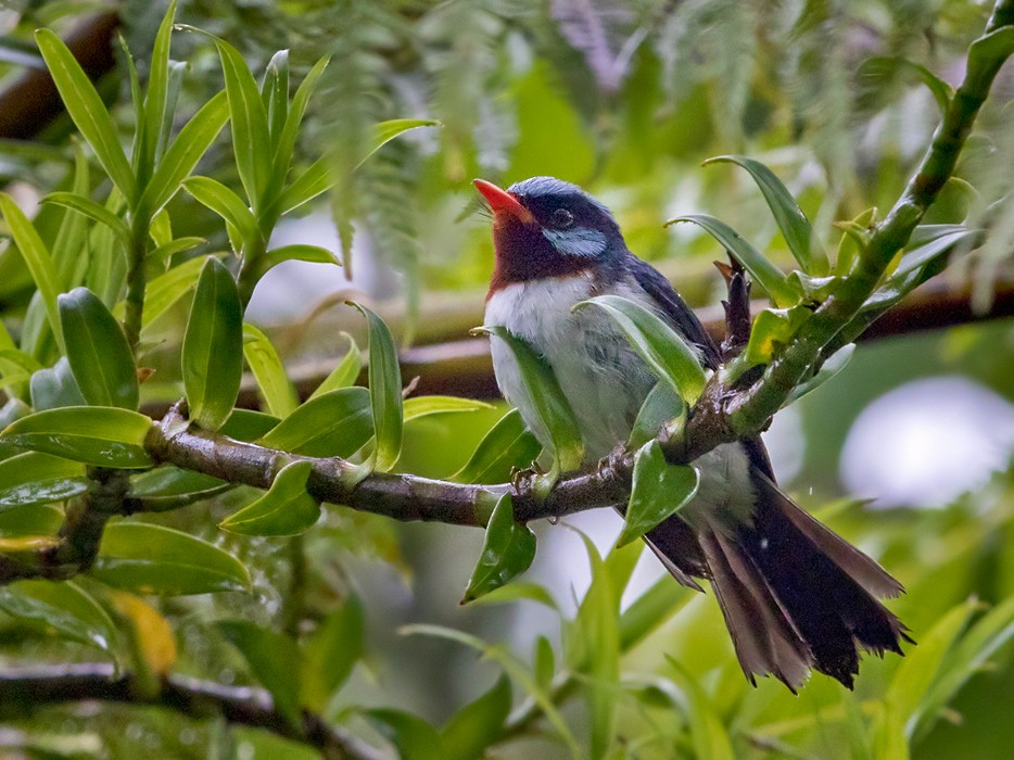 Azure-crested Flycatcher - eBird