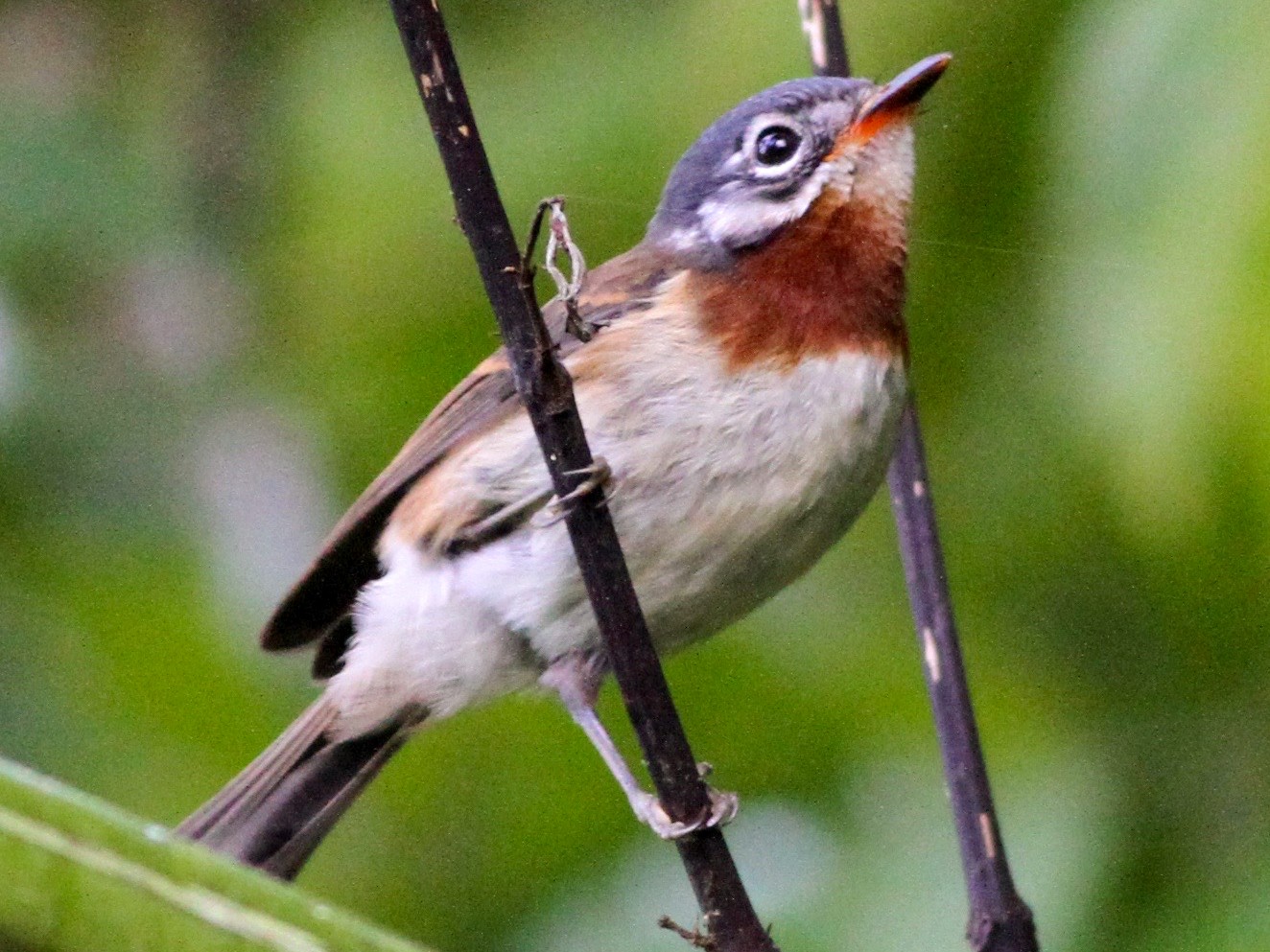 Azure-crested Flycatcher - eBird