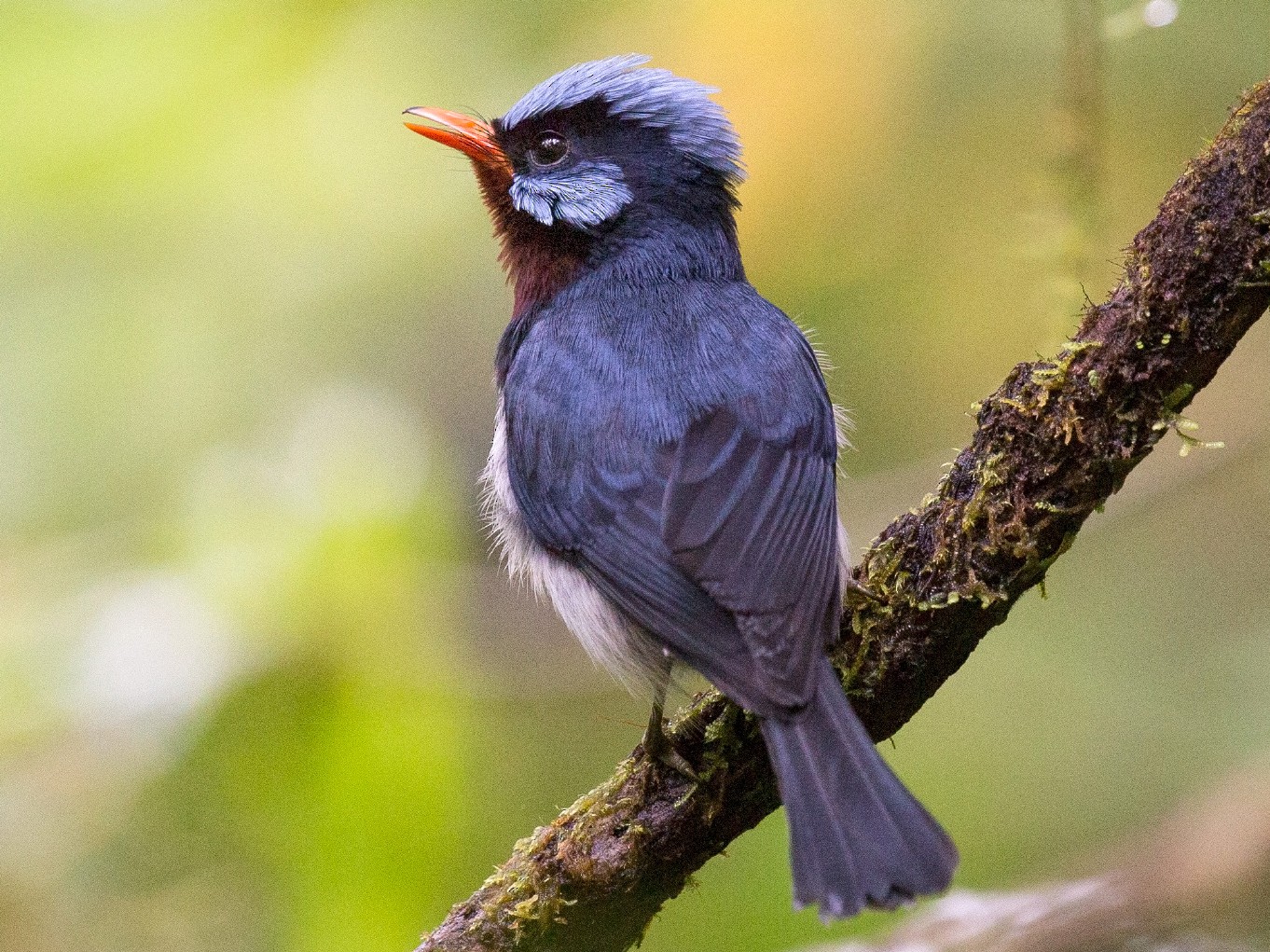 Azure-crested Flycatcher - eBird