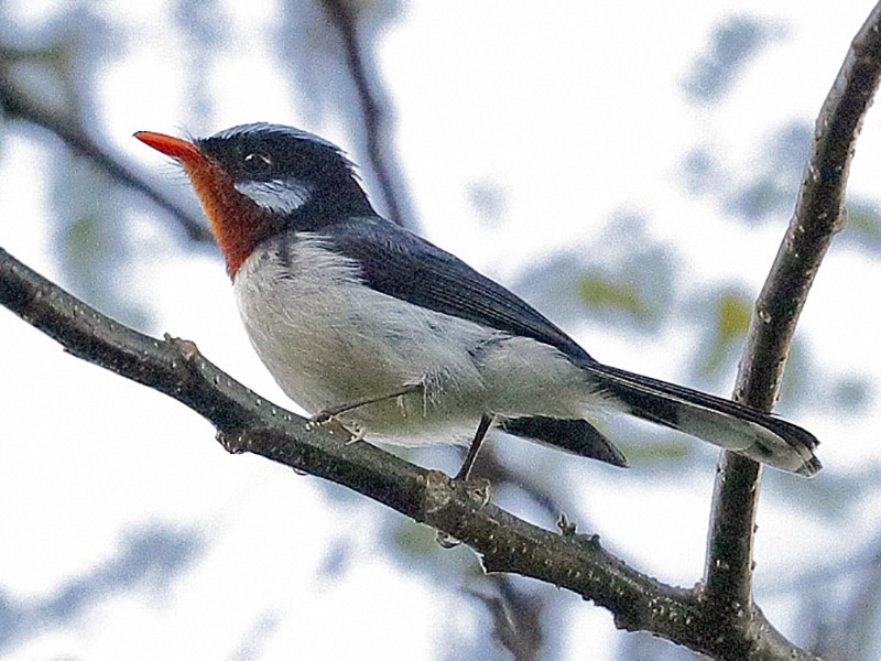 Chestnut-throated Flycatcher - eBird