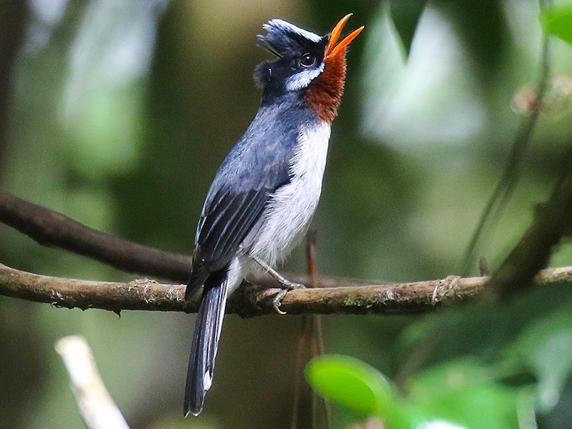 Chestnut-throated Flycatcher - eBird