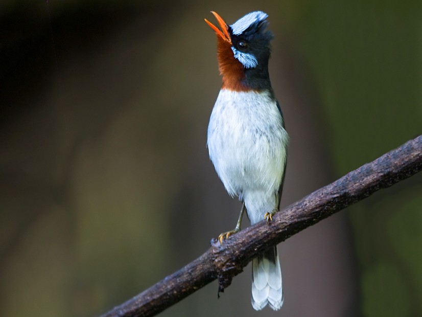 Chestnut-throated Flycatcher - eBird