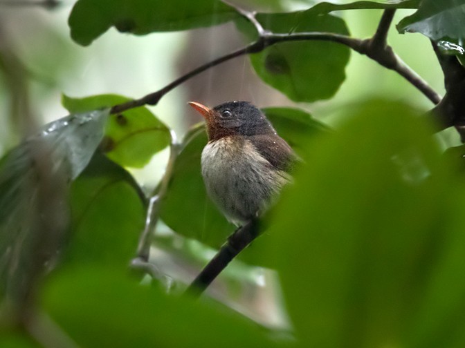 Chestnut-throated Flycatcher - eBird