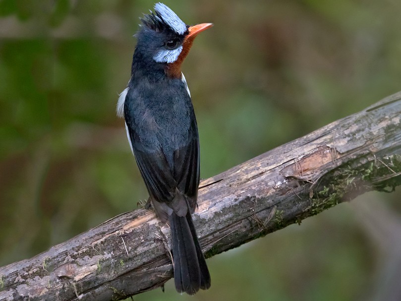 Chestnut-throated Flycatcher - eBird