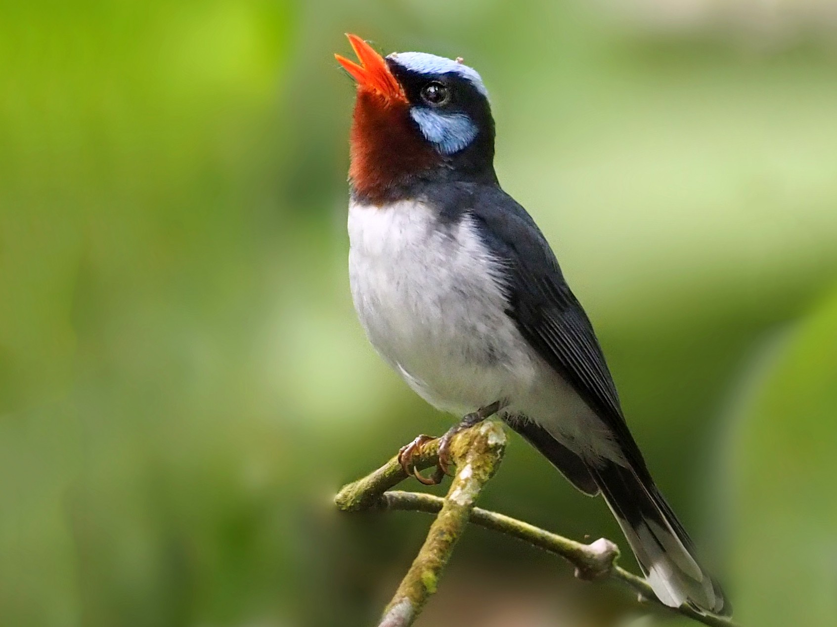 Chestnut-throated Flycatcher - eBird