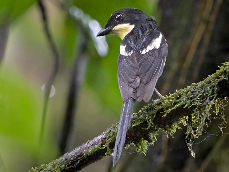 Newton's Fiscal - eBird