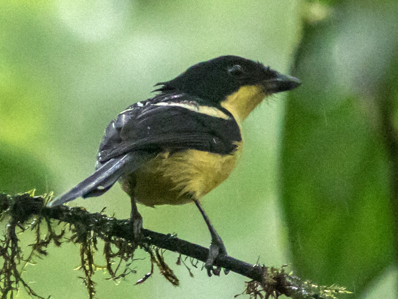 Newton's Fiscal - eBird