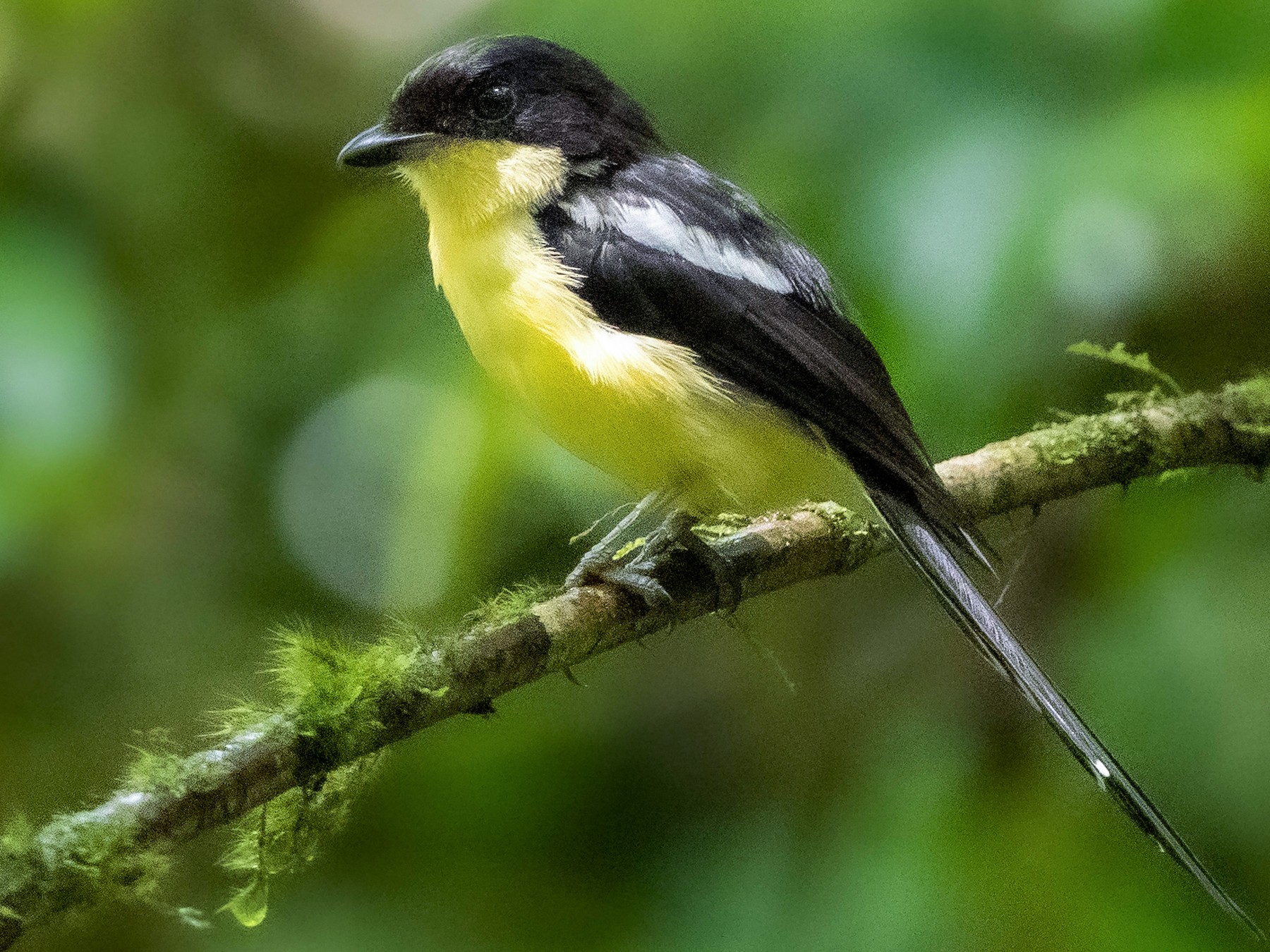 Newton's Fiscal - eBird