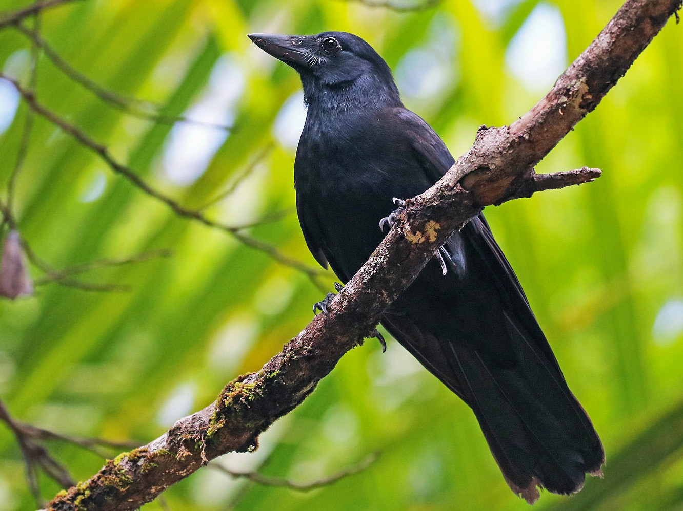 New Caledonian Crow - eBird