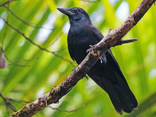 New Caledonian Crow - eBird
