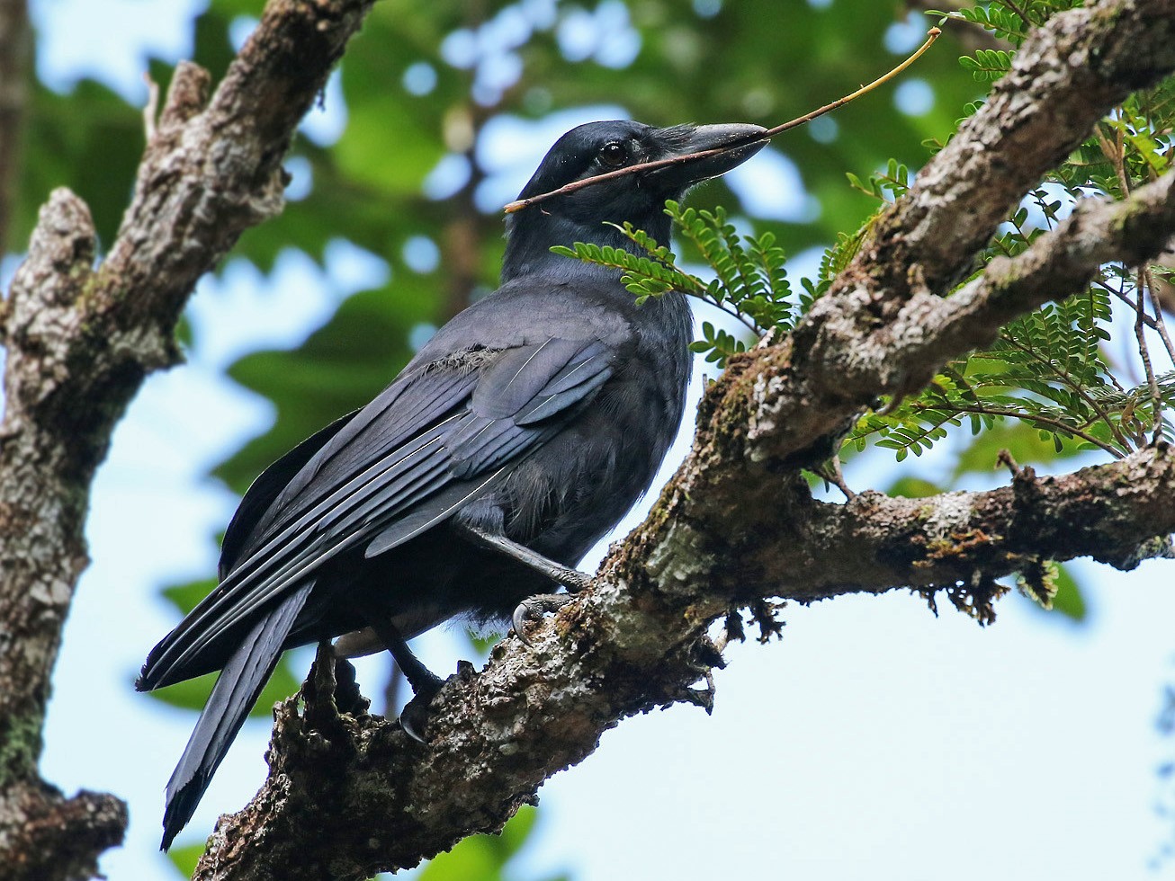 New Caledonian Crow - eBird