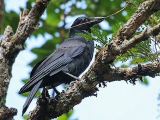 New Caledonian Crow - eBird