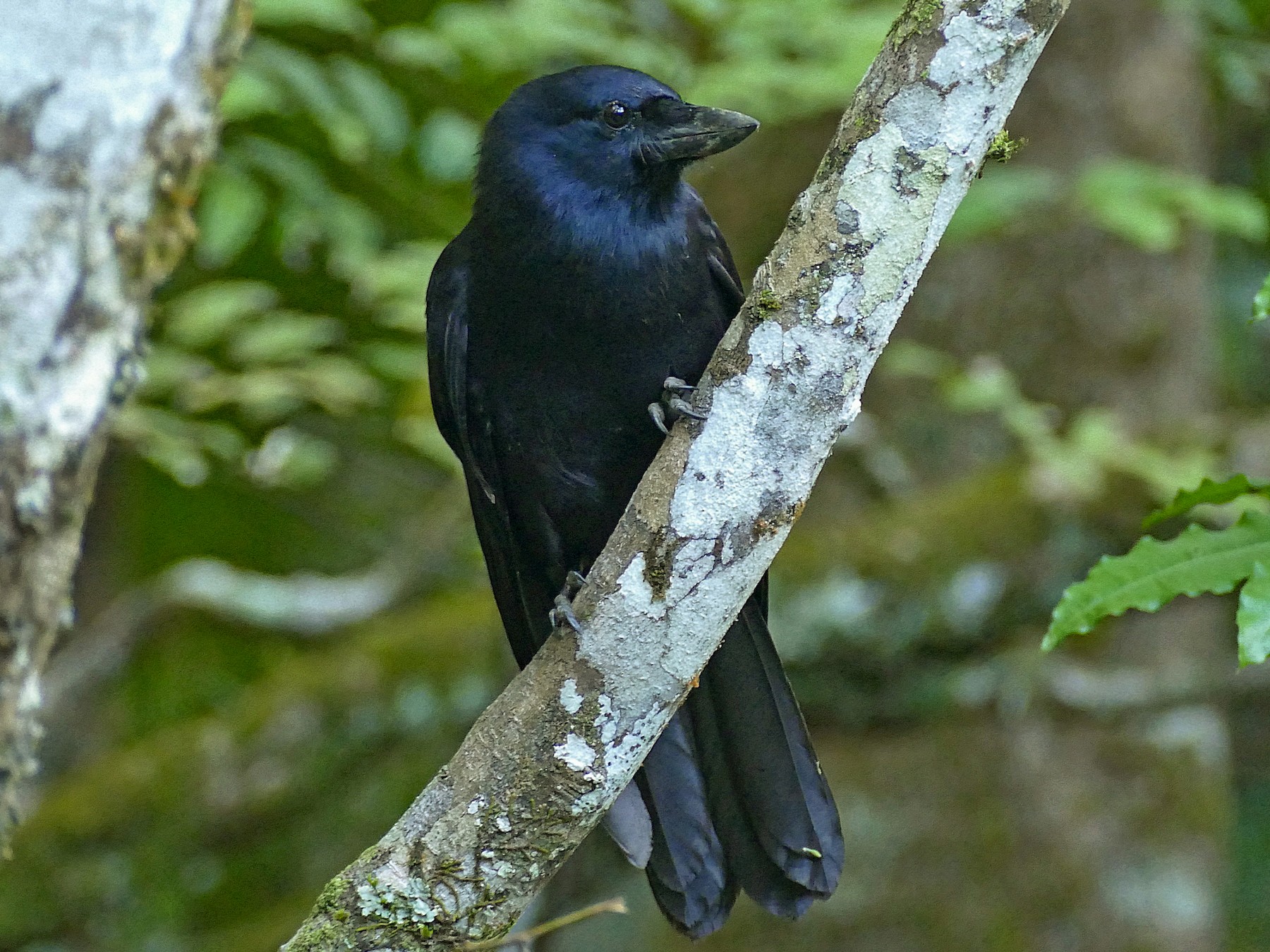 New Caledonian Crow - eBird