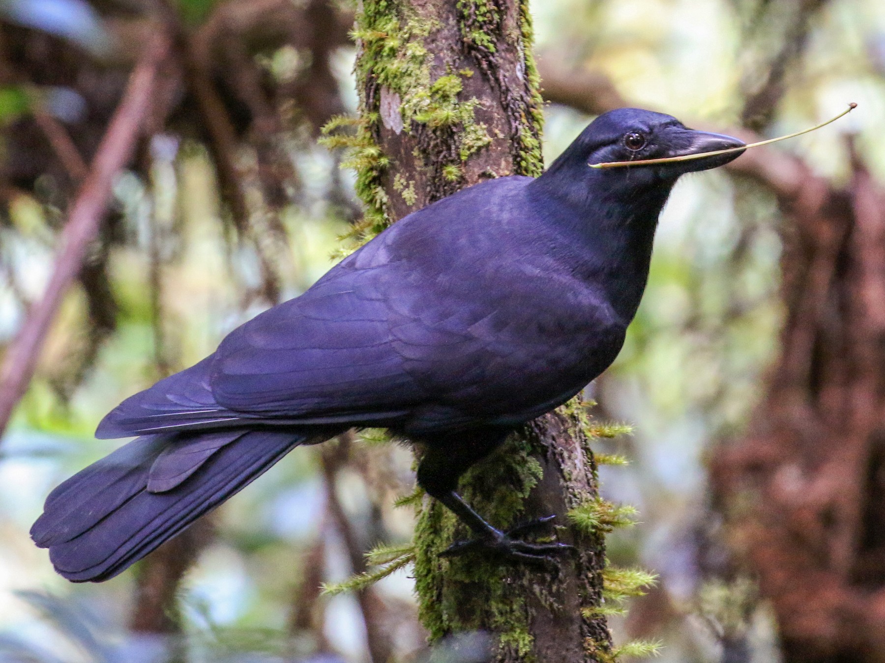 New Caledonian Crow - eBird