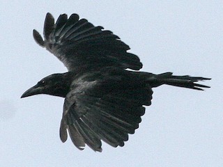 Mariana Crow - eBird