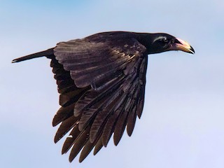 Guadalcanal Crow - eBird