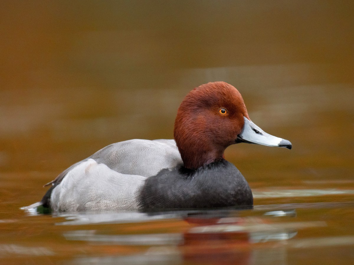 Redhead - Aythya americana - Birds of the World
