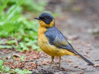 Chorister Robin-Chat - Cossypha dichroa - Birds of the World