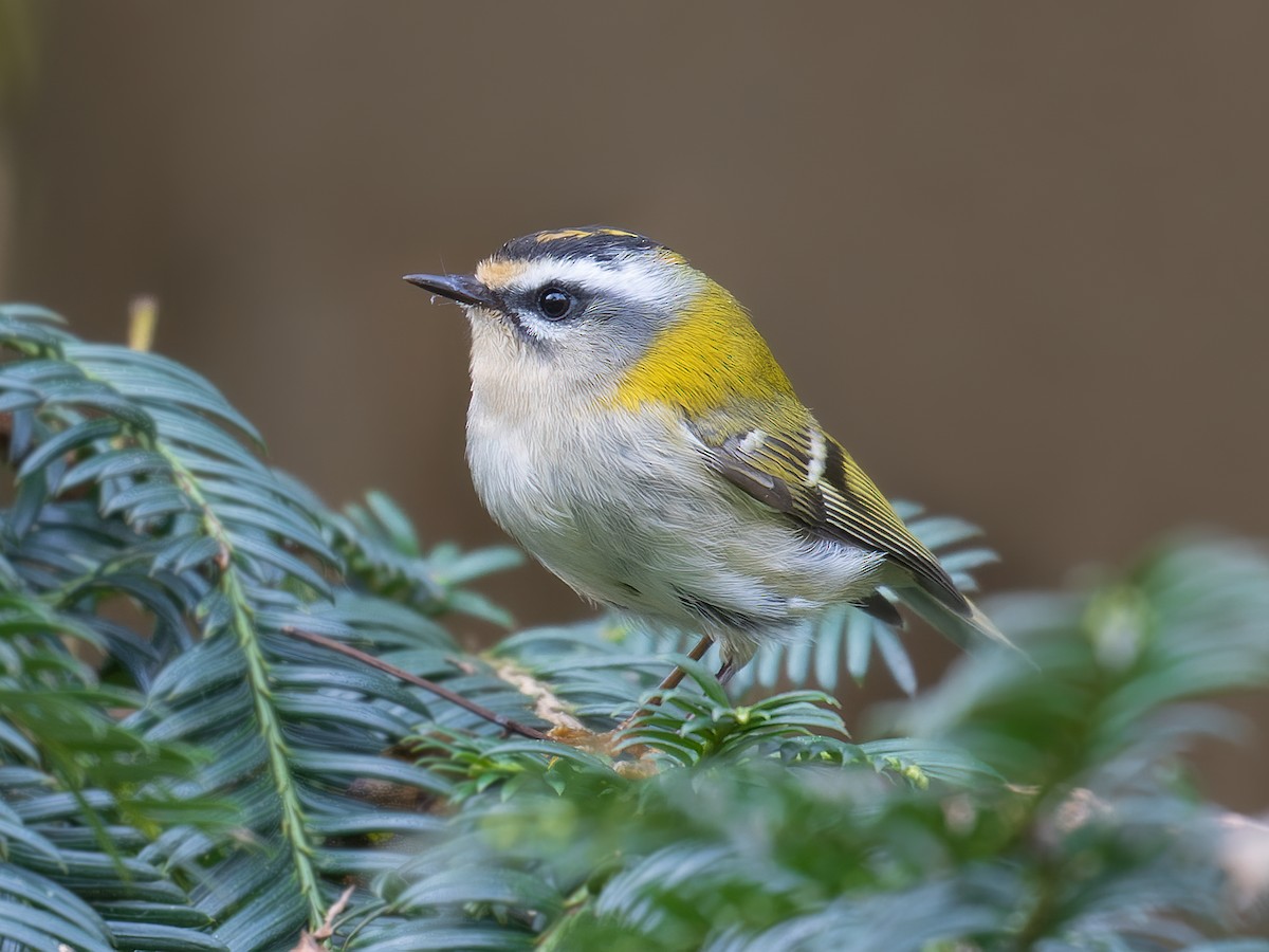 Common Firecrest - Regulus ignicapilla - Birds of the World