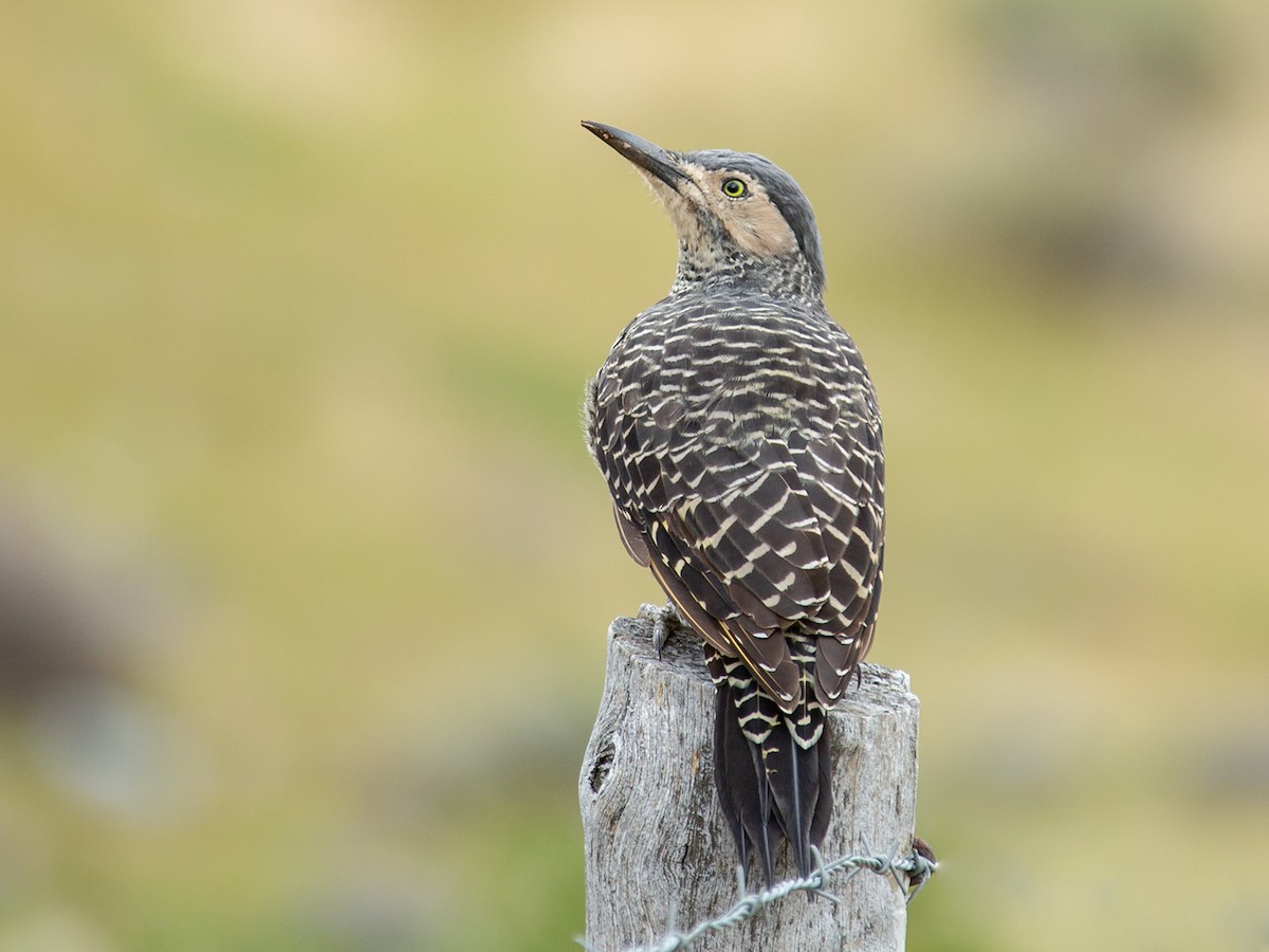 Chilean Flicker - Colaptes pitius - Birds of the World
