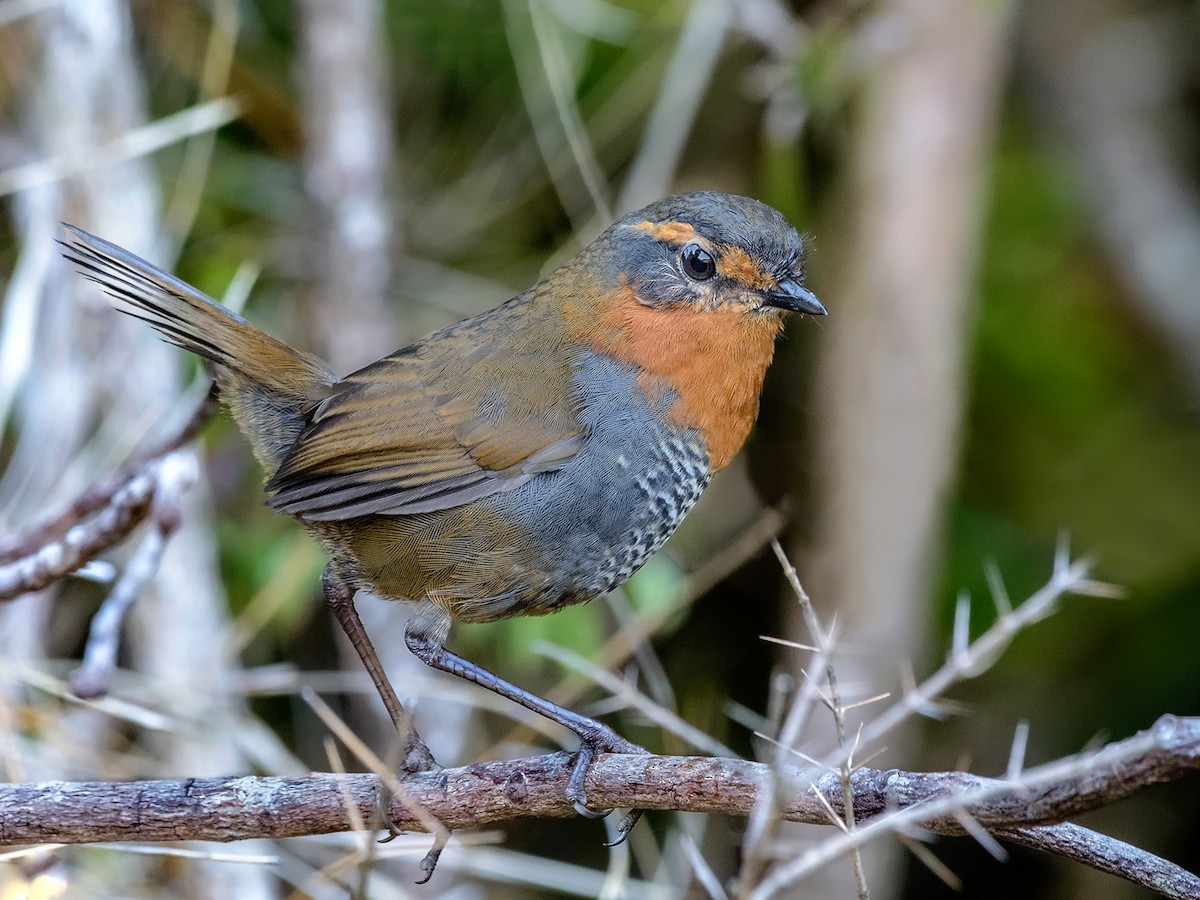 Chucao Tapaculo - Scelorchilus rubecula - Birds of the World