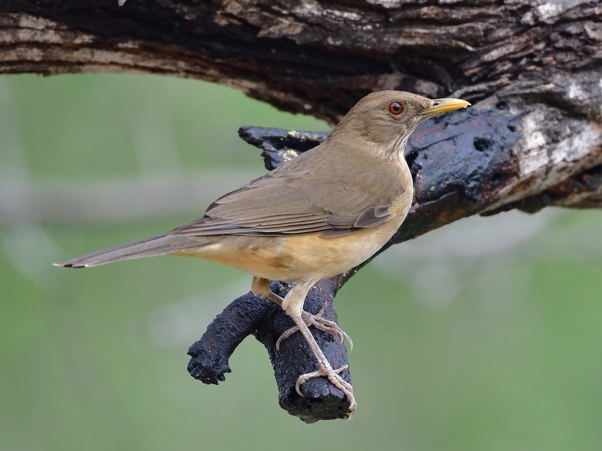 Clay-colored Thrush - Turdus grayi - Birds of the World