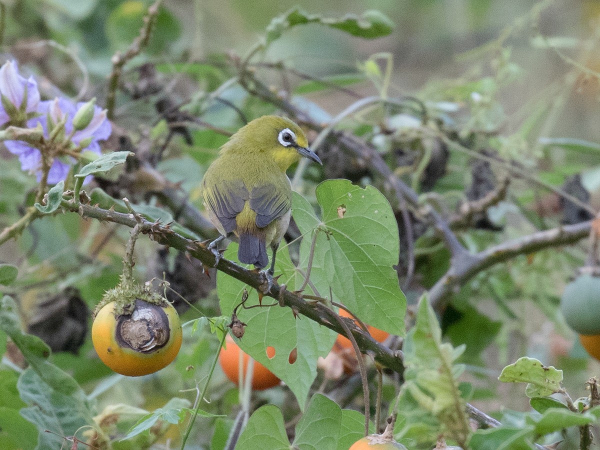Moheli White-eye - Zosterops comorensis - Birds of the World
