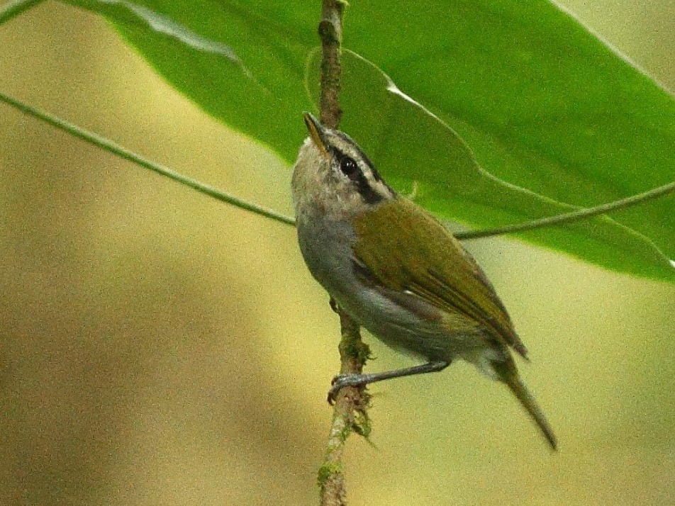 Black-capped Woodland-Warbler - eBird