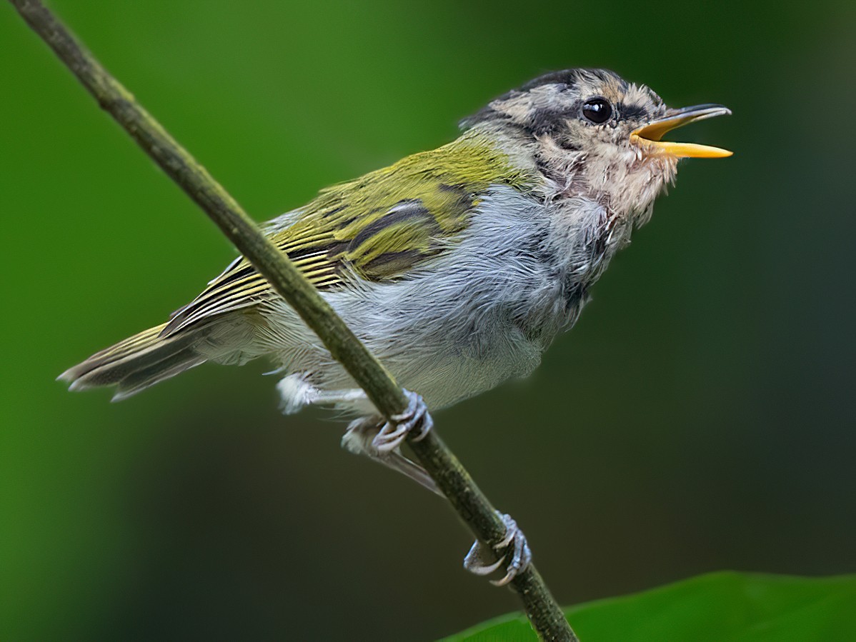 Black-capped Woodland-Warbler - eBird