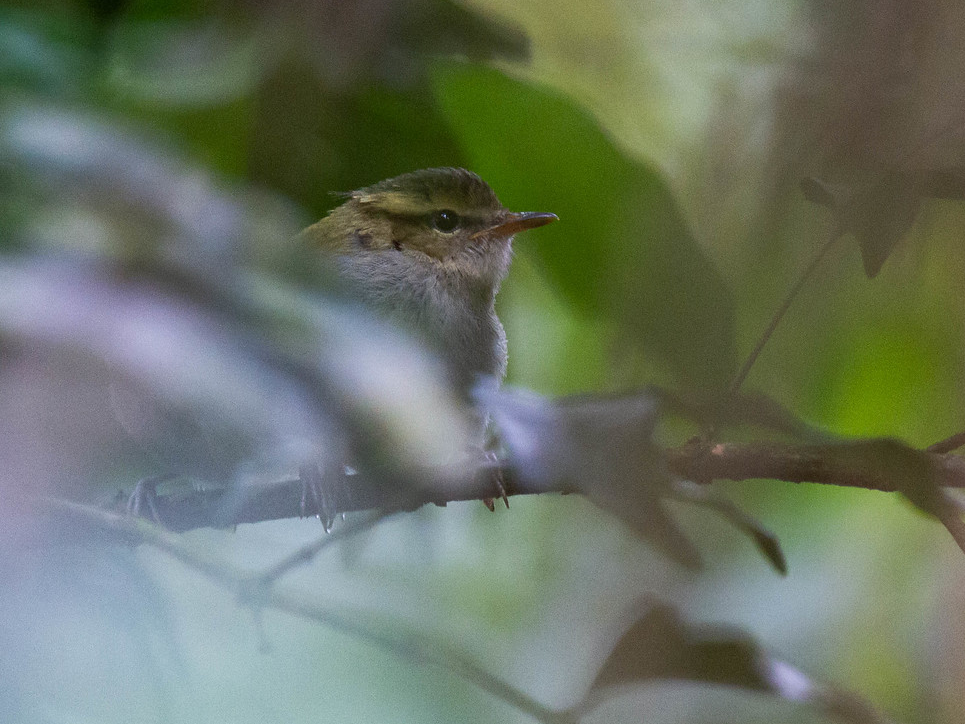 Black-capped Woodland-Warbler - eBird